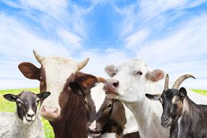 Events | MU Extension